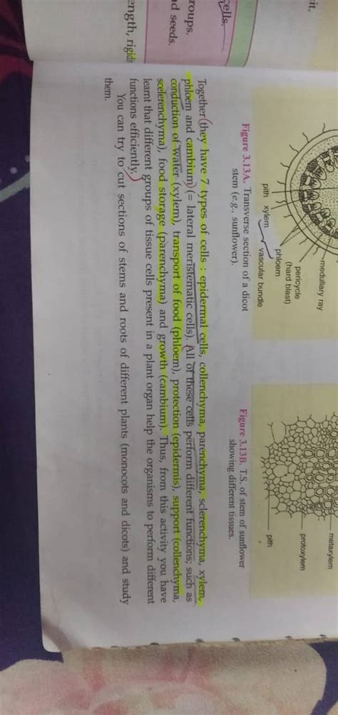 Figure 3 13a Transverse Section Of A Dicot Filo