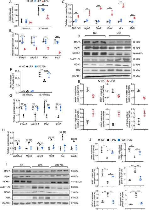 Lpa Induced B Cell Dedifferentiation A Gsis Experiment Was Performed