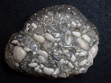 Fossilien Aus Der Tertiärzeit Flensburger Gestein Foto And Bild Natur