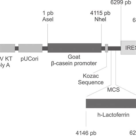 Schematic Presentation Of The Vector Used To Transfect Nmumg And Jersey