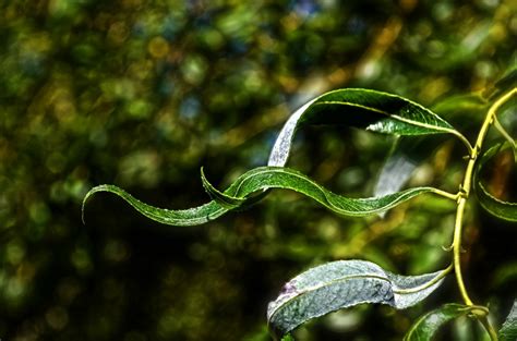 Globe Willow Plant Essence Vitavis