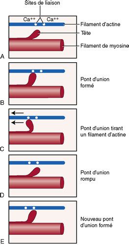 5 Anatomie Physiologie Et Traitement Des Points Gâchettes Medicine Key