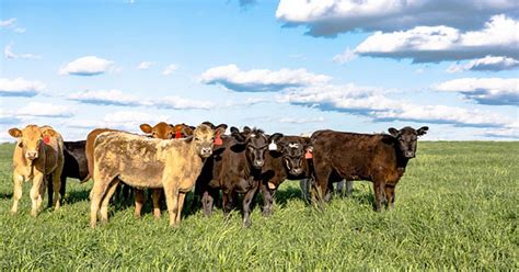Replacement Heifer Management Post Artificial Insemination