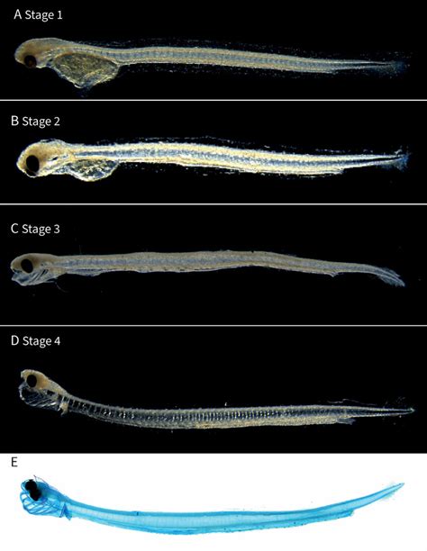 Yolk Sac Stages Of The Herring Clupea Harengus Larval Lengths Stage Download Scientific