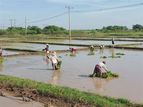ကျိုက်မရောမြို့နယ်၌ နွေစပါးစိုက်ဧက ၅၇၃ ဧက စိုက်ပျိုးပြီးစီး၍လျာထားချက