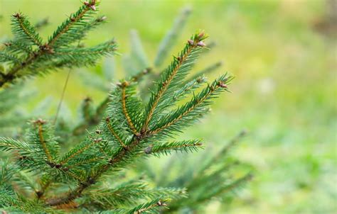 Wallpaper Tree Spruce Twig For Mobile And Desktop Section природа