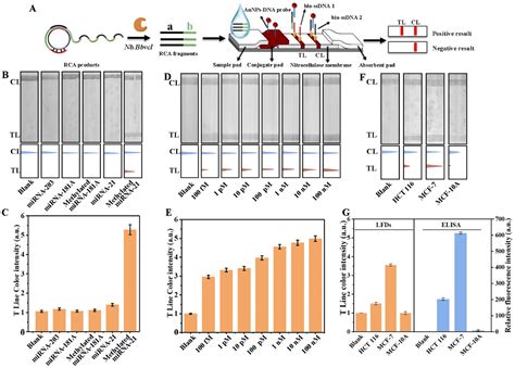 Dnazyme Rca Based Colorimetric And Lateral Flow Dipstick Assays For The Point Of Care Testing Of