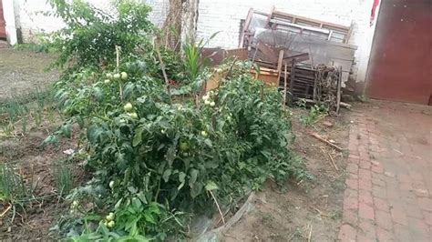 農村房前屋後都種上了蔬菜 你認識幾種菜 每日頭條
