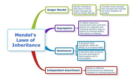 Understanding Mendels Laws Of Inheritance In Genetics