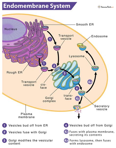 Endomembrane System Flow Chart The Endomembrane System