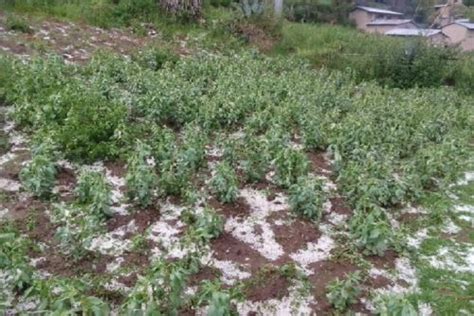 Cusco fuertes lluvias generan inundaciones y pérdidas de más hectáreas de cultivos LA PR MERA