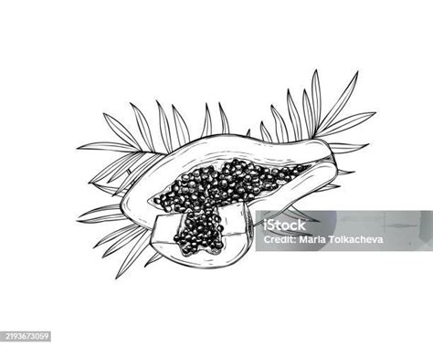 벡터 열대 절반 슬라이스 파파야 과일 씨앗과 야자수 잎 손으로 그린 그림 검은 잉크로 그린 달콤한 Pawpaw 디저트 그래픽