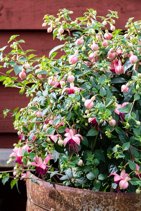 Fuchsia Bellenplant Plantengids Intratuin