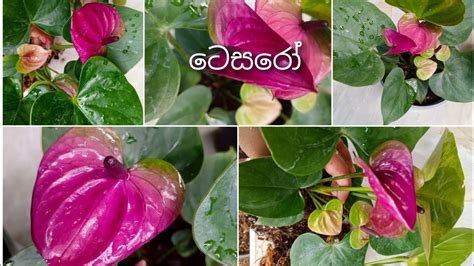 ටෙසරෝ එක්ක යන ලස්සනම එයාලා බලලම කතා කරන්නකො අපිට 0764090776 Youtube