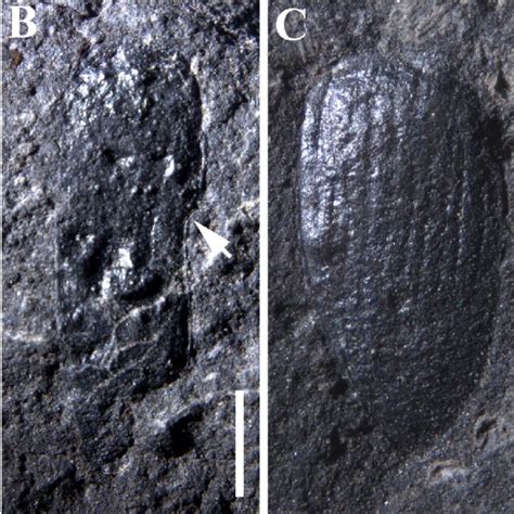 Beetle Elytra From The Lower Jurassic Badaowan Formation At Ewirgol