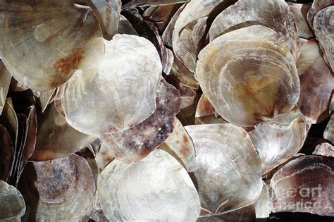 Old Shells Background Photograph By Tom Gowanlock Pixels