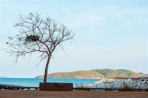 아름 다운 자연 건조 나무 Bokeh 태양 빛 파도 추상적인 배경 열 대 해변에 여름 방학 및 비즈니스 여행 컨셉의 공간을 복사 합니다 0명에 대한 스톡 사진 및 기타