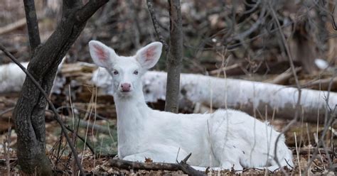 Who Protects The Albino Deer In Wisconsin The Law In Michigan The
