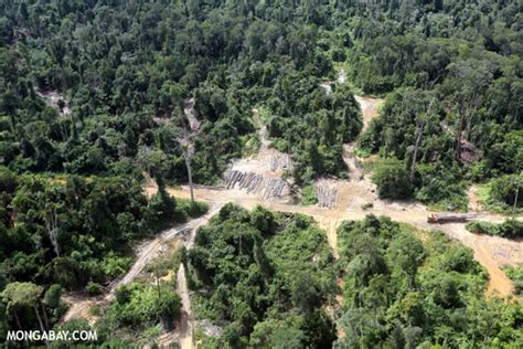 Logging In Borneo