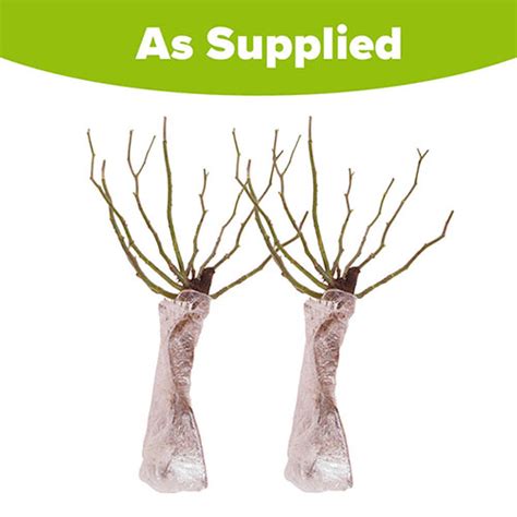 Rose Queen Elizabeth 2 X Bare Roots Yougarden