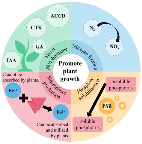 Microorganisms Free Full Text Role Of Plant Growth Promoting