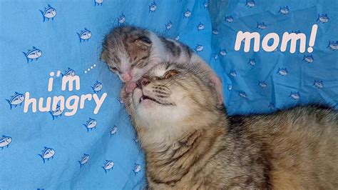 Female Cat Adopts A Dirty Abandoned Kitten And Became His Mom Poor