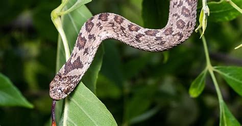 Rhombic Egg Eater Dasypeltis Scabra From Worcester Western Cape