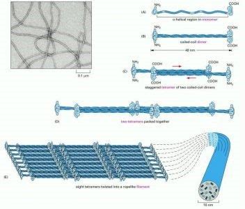 Intermediate Filaments Knoow
