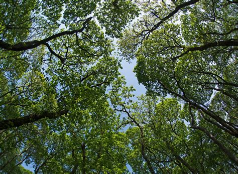 Our Offering Oak Frame Design And Build Process Yorkshire Oak Frames