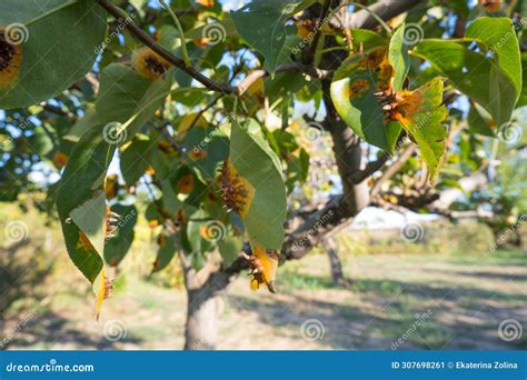 Pear Leaves With Gymnosporangium Sabinae Is A Species Of Rust Fungus In
