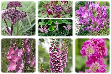 Растение Сидальцея: фото, сорта, выращивание, посадка и уход в открытом ...