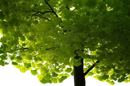 银杏叶绿色的叶子高清图片下载 正版图片600163182 摄图网