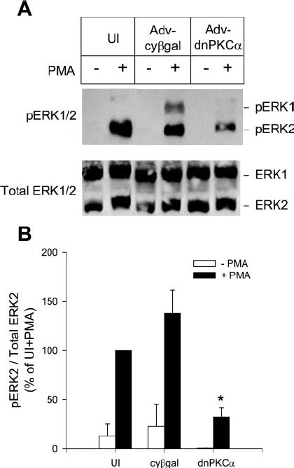 Pma Induced Erk Activation Is Inhibited By Adv Dn Pkc ␣ Download