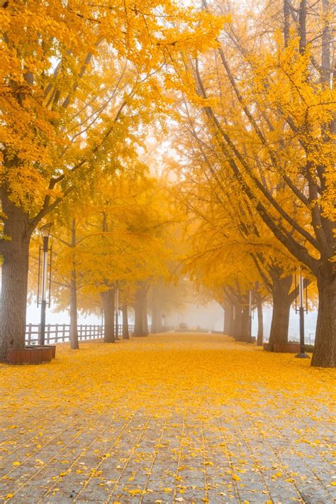 짙은 안개가 신비로웠던 아산 은행나무길 꿈꾸는섬