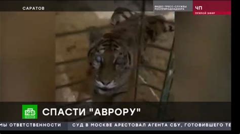 Слепая Тигрица из Саратова! Большой Выпуск ! Аврора в Доме Тигра! - YouTube