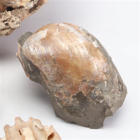 Composite Horn Coral Fossil With Iridized Fossil Clams Ammonoid