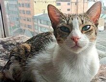 Historia Del Gato Wikipedia La Enciclopedia Libre