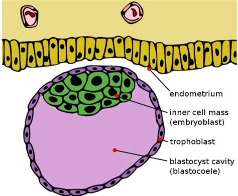 What Is The Difference Between Blastula And Blastocyst Pediaa Com