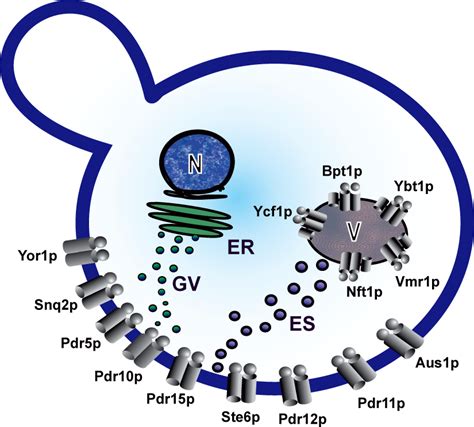 Subcellular Localization Of Yeast Abc Proteins Mediating Pdr The