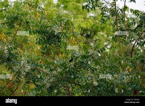 Azadirachta Indica Commonly Known As Neem Nimtree Or Indian Lilac