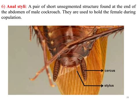 Abdominal Structures In Insects Pptx