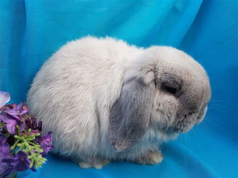 My Mini Lop Bucks Jaynes Mini Lops