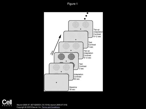 Contrast Adaptation And Representation In Human Early Visual Cortex Ppt Download