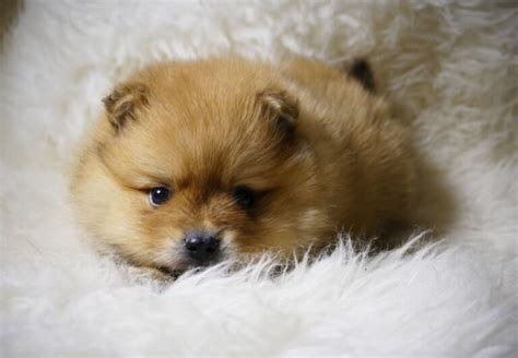 Comprar Un Pomerania Toy Eligiendo Los Colores Corralet