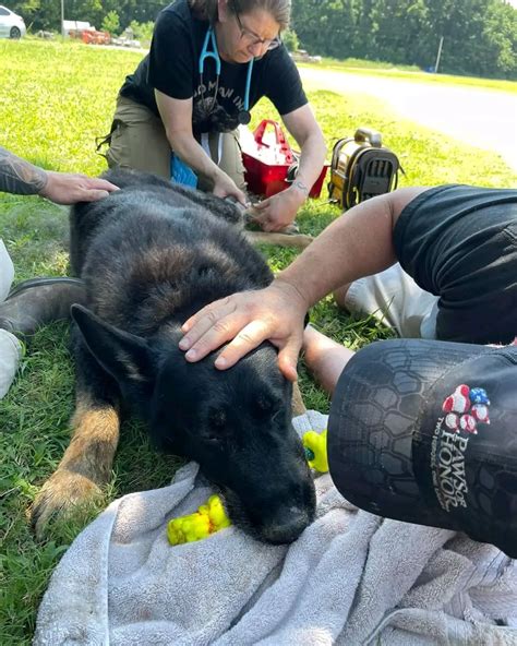 Rest Easy Retired K 9 Jax💙🕊️ Today We Lost K9 Jax He Was Retired Due