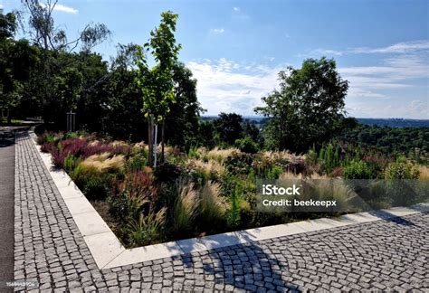 검은 돌 조약돌 타일 화강암 연석 가을 보라색 흰색과 노란색 과꽃 도시 공원 테라스에 세이지가 있는 장식용 풀이 있는 광장에 다년생 식물과 풀이 있는 가을 화단 0명에 대한