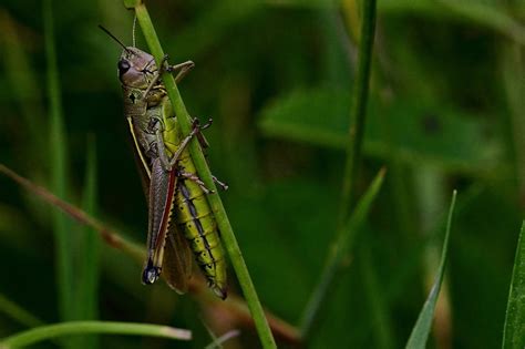 2000 Free Grasshopper And Insect Images Pixabay
