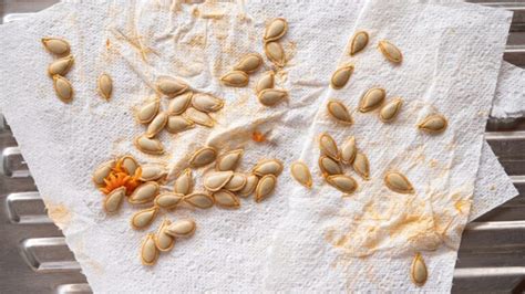 How To Save Pumpkin Seeds For Next Year 7 Pro Tips