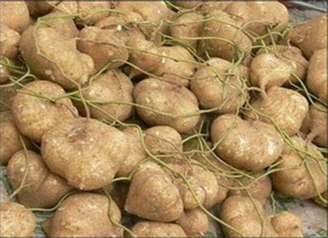土瓜的营养价值以及食用禁忌 苹果绿