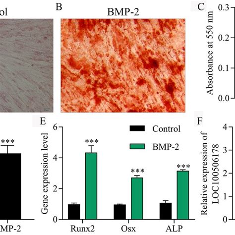 Mir 214 5p Inhibits Bmp2 Induced Osteogenic Differentiation Of Hbmscs